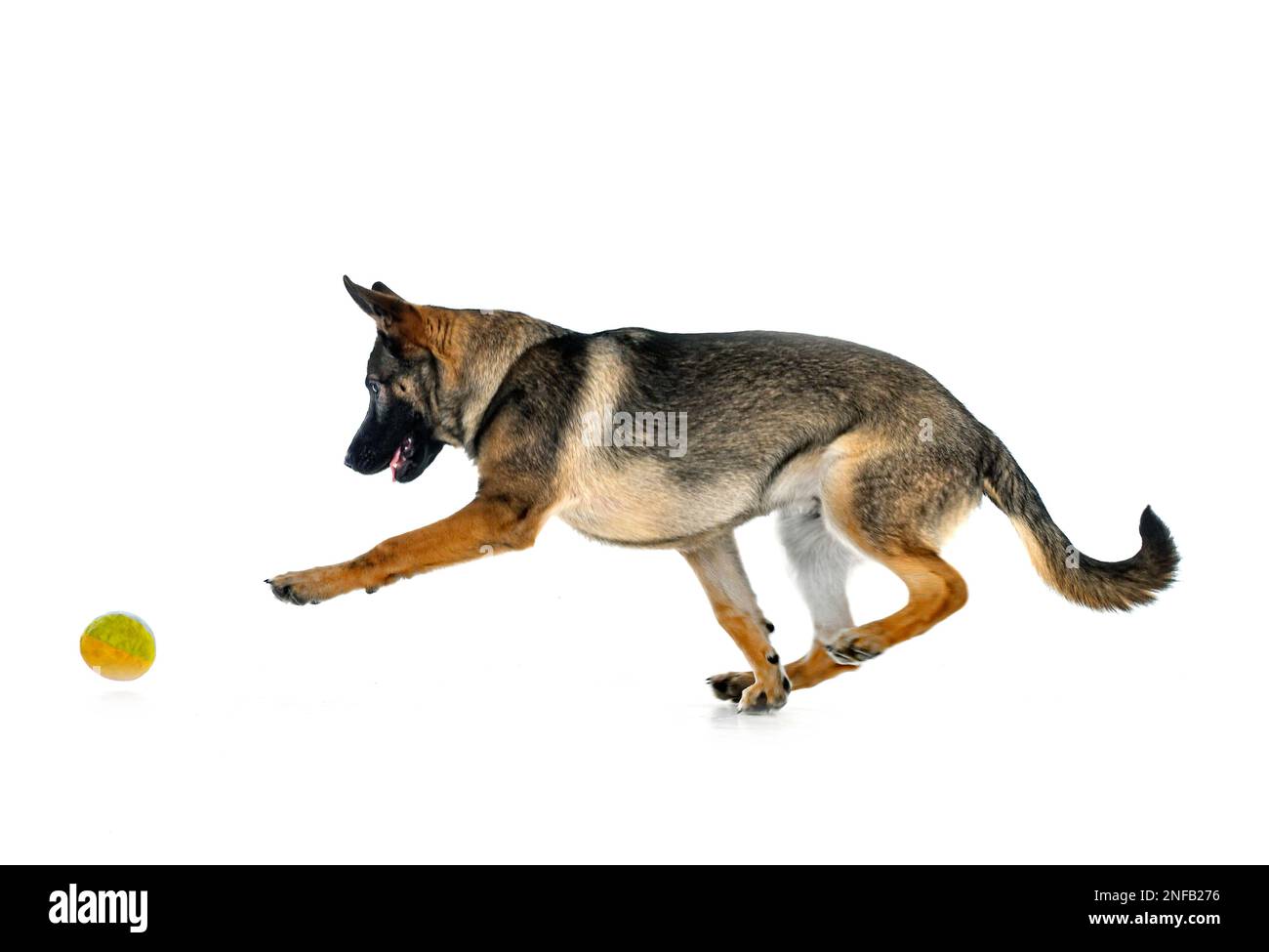 young german shepherd in front of white background Stock Photo - Alamy