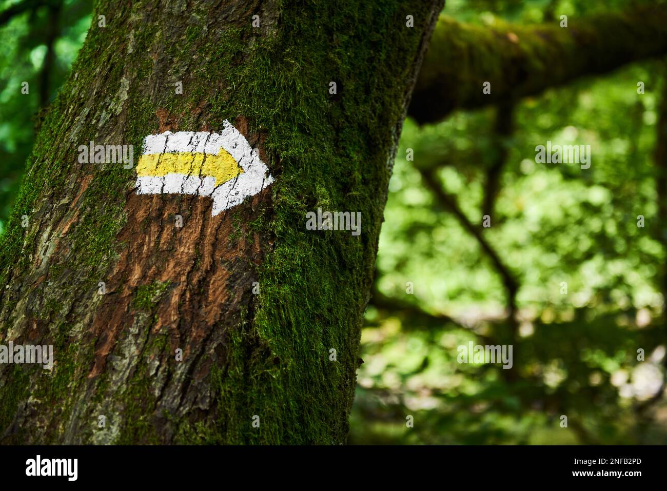 An arrow on a tree marking a hiking trail Stock Photo - Alamy