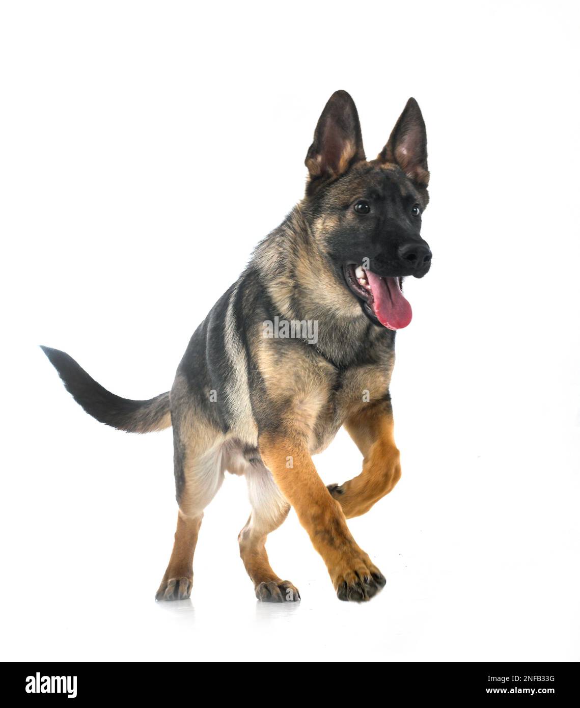 young german shepherd in front of white background Stock Photo - Alamy