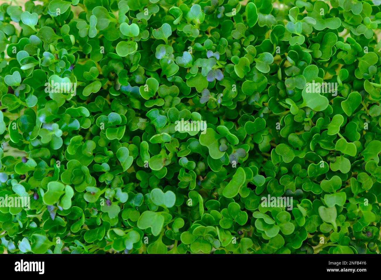 Freshly sprouted micro-lettuce. Growing watercress lettuce sprouts ...
