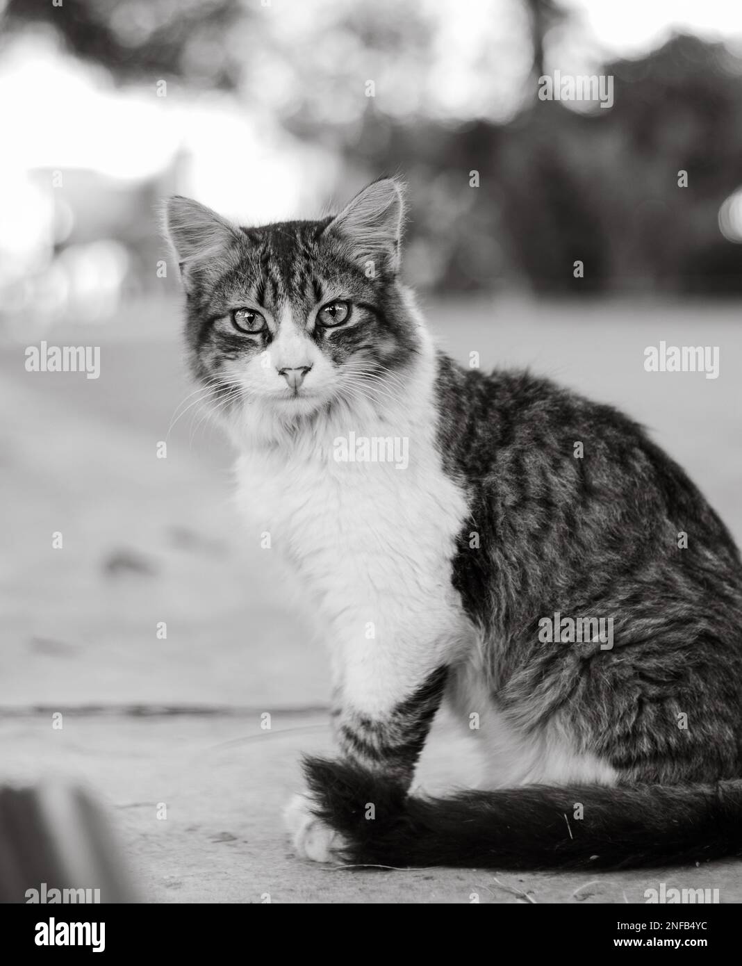 Monochrome fur hi-res stock photography and images - Alamy
