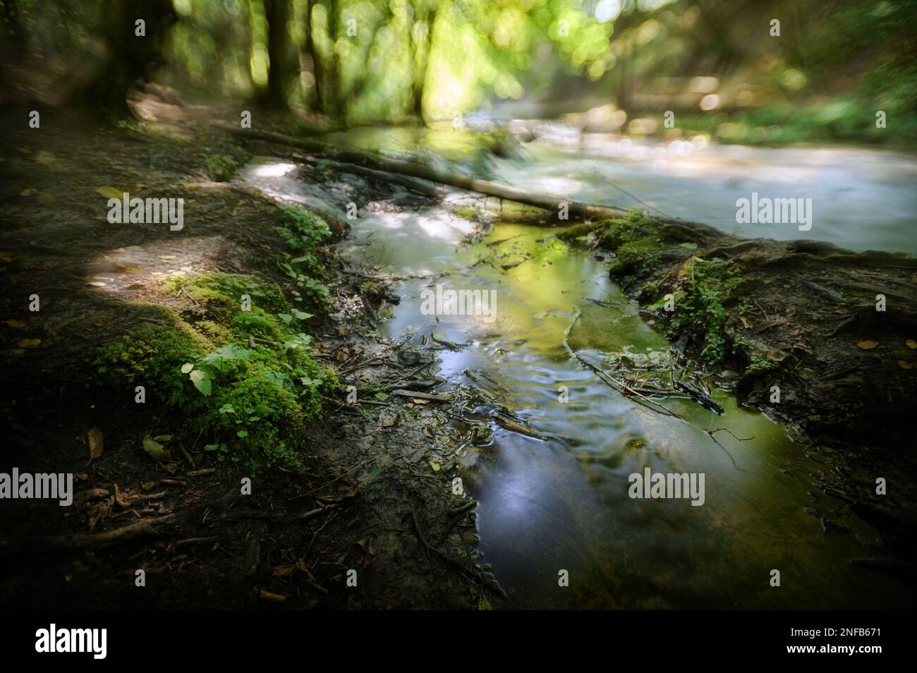 Slowly flowing brook of the Tanew River on Roztocze at sunrise Stock ...