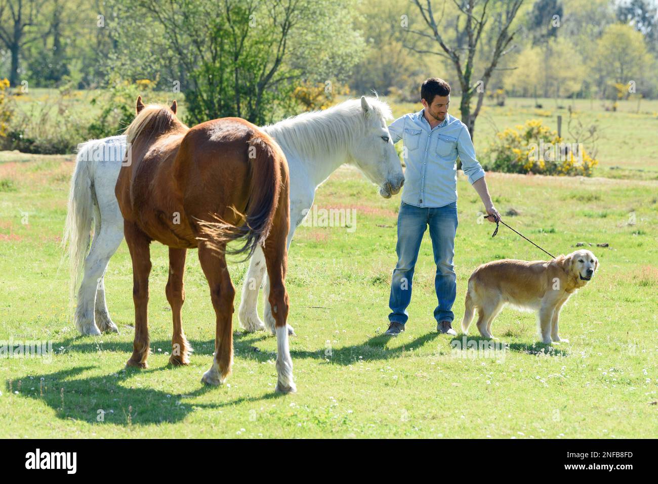 portrait of man with horses Stock Photo - Alamy