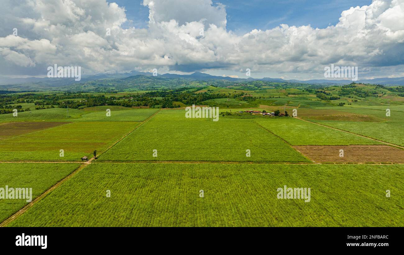 Sugar Cane Plantation Aerial