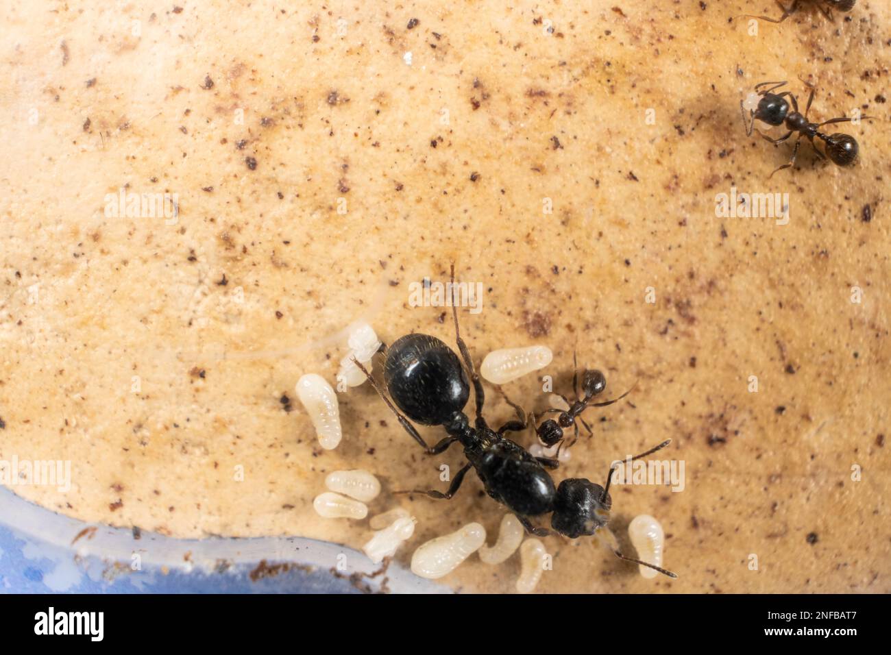 Ant queen and worker ants reaper, ant eggs on a plaster platform of an ...