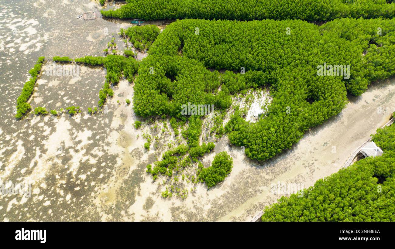 Coastline with green mangroves and forest. Mangrove landscape. Bantayan ...