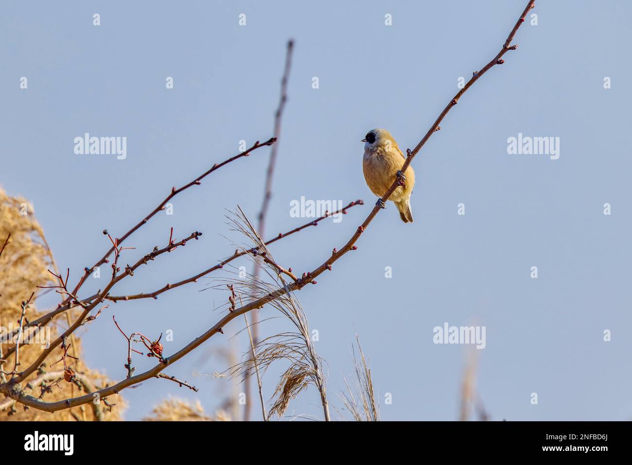 nice draw pendulinus pendulum bird on reed Stock Photo - Alamy