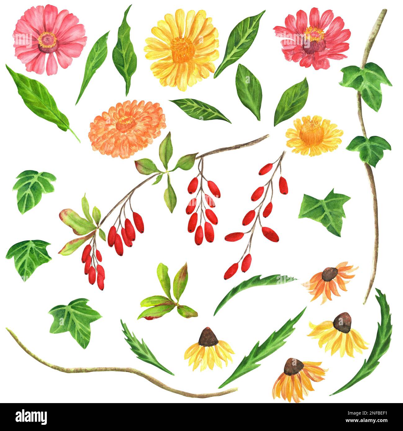 Arctic Flowers Clipart