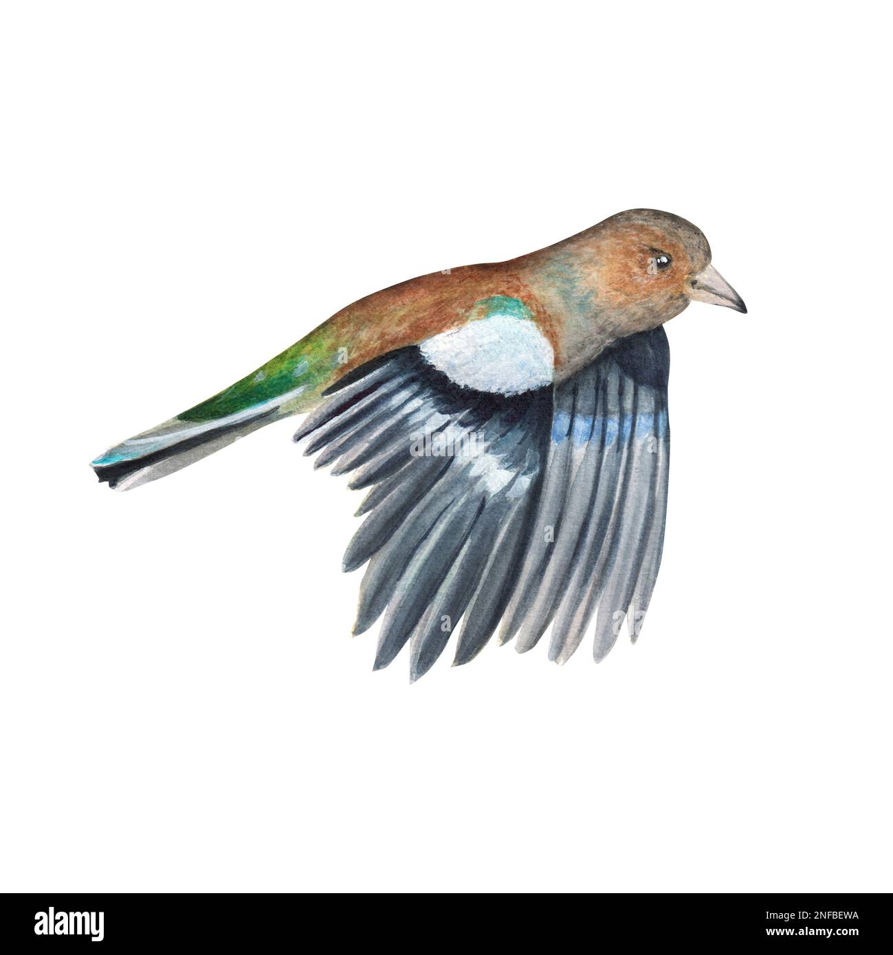 Hand-drawn watercolor flying chaffinch. A small part of the big set ...