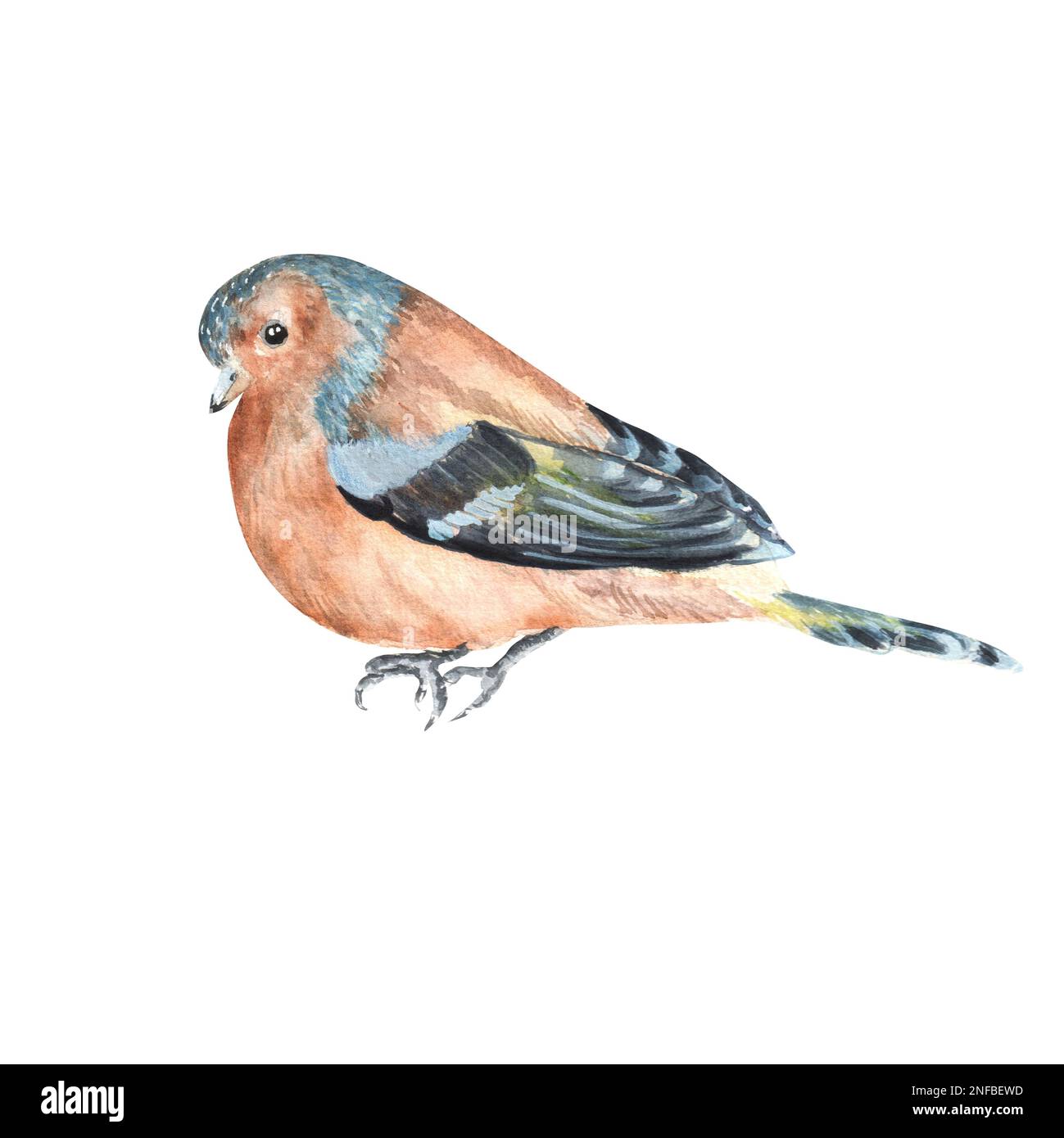 Hand-drawn watercolor sitting chaffinch. A small part of the big set ...
