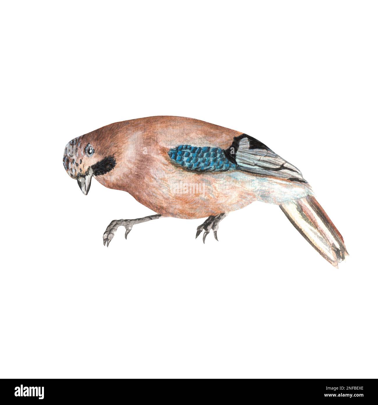 Hand-drawn watercolor jay bird. A small part of the big set BIRDS ...