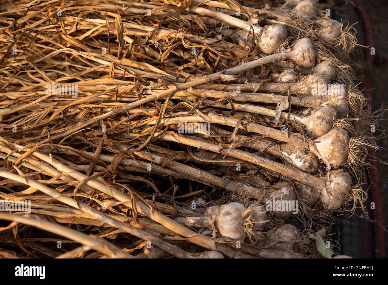 Rustic image of fresh harvested organic garlic heaped on a market table ...