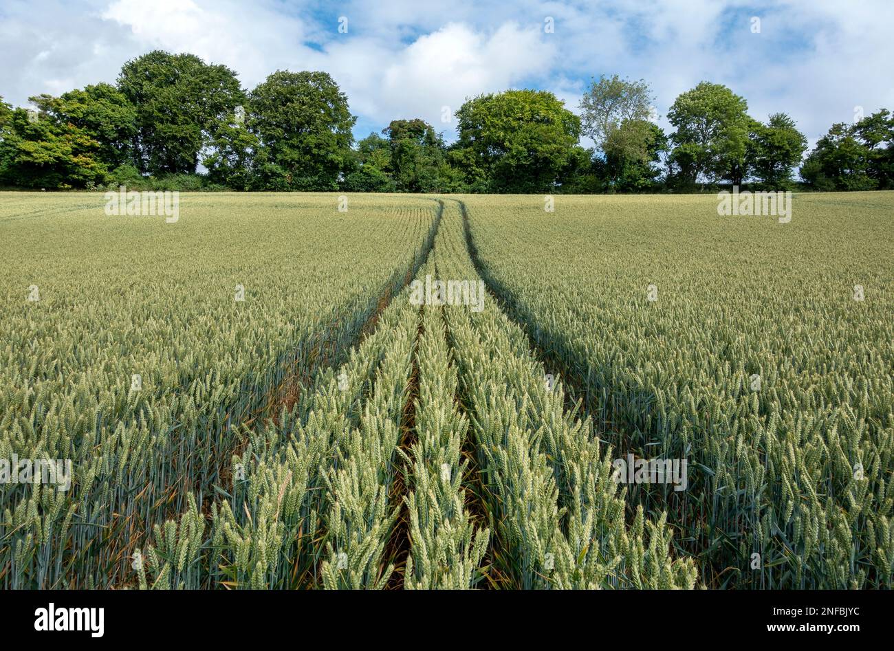 Tramlines in wheat field with hedgerow and trees in Hampshire, England ...