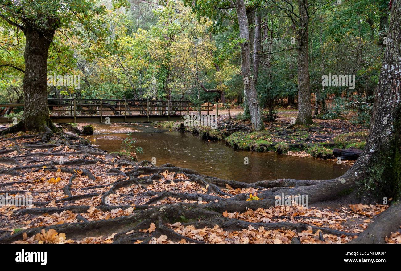 Tree roots and Autumn leaves next to river flowing under wooden bridge ...