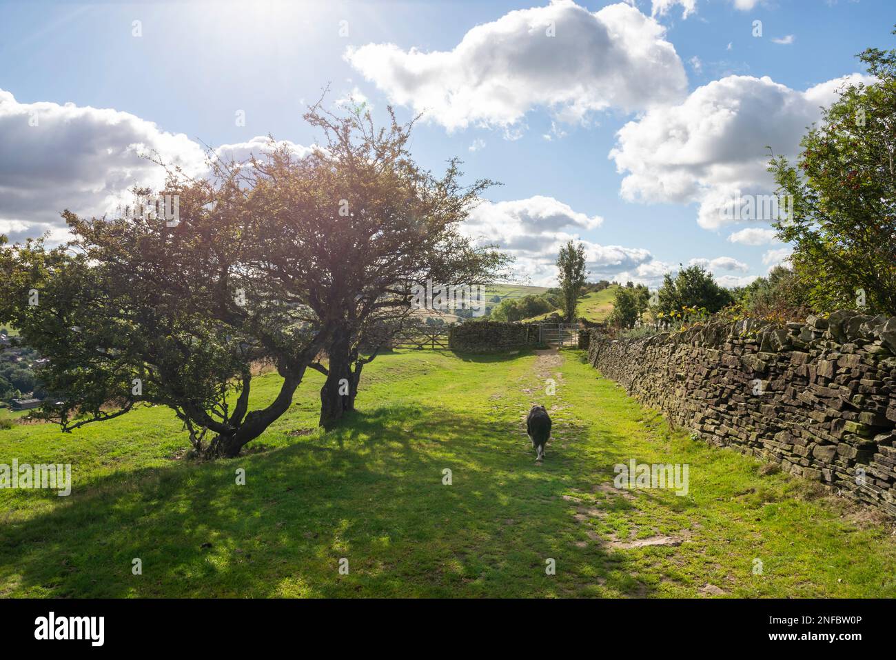 The Gritstone trail on Kerridge hill near Macclesfield, Cheshire ...