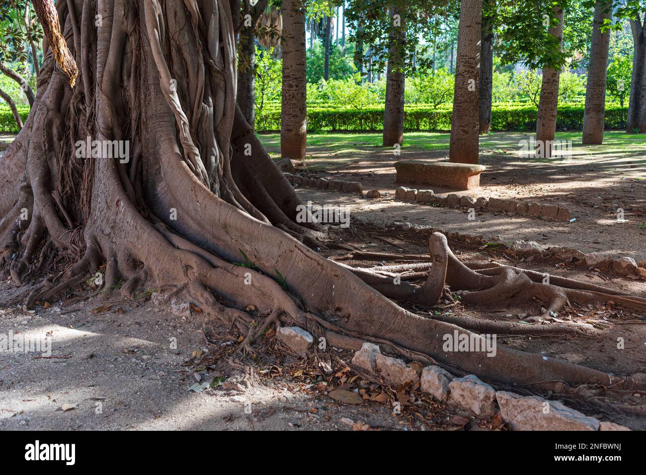 Roots of ancient trees Stock Photo - Alamy