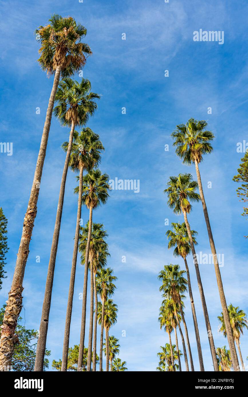 Palms trees on a row hi-res stock photography and images - Alamy