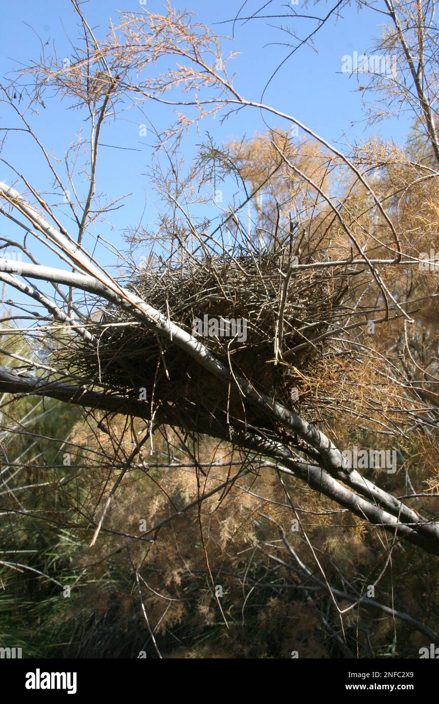 nest of Dead Sea sparrow (Passer moabiticus Stock Photo - Alamy