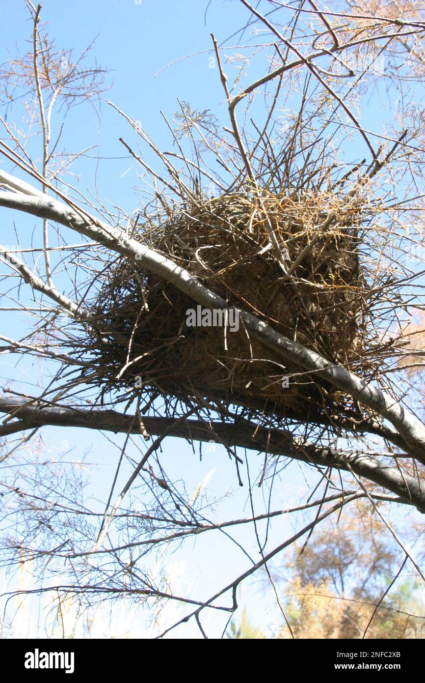 nest of Dead Sea sparrow (Passer moabiticus Stock Photo - Alamy