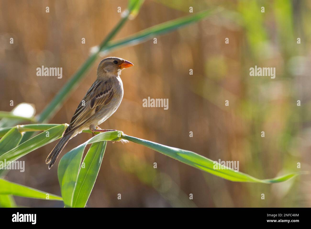 Asian sparrow hi-res stock photography and images - Alamy