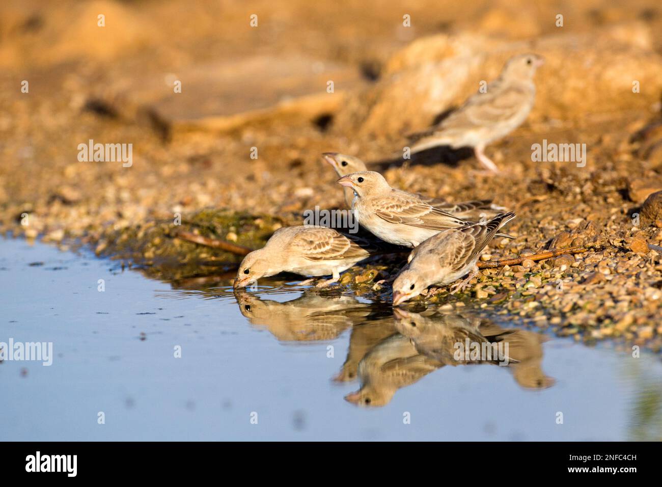 Rockfinch hi-res stock photography and images - Alamy