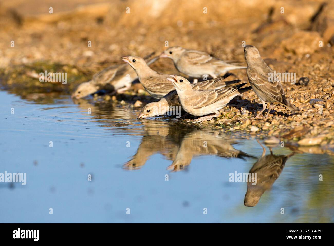 Rockfinch hi-res stock photography and images - Alamy