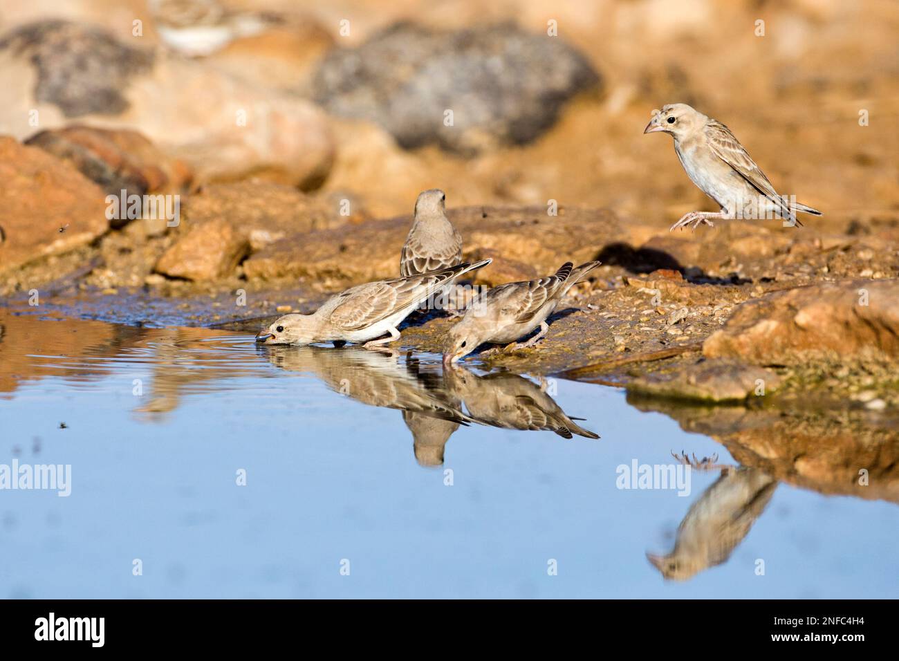 Rockfinch hi-res stock photography and images - Alamy