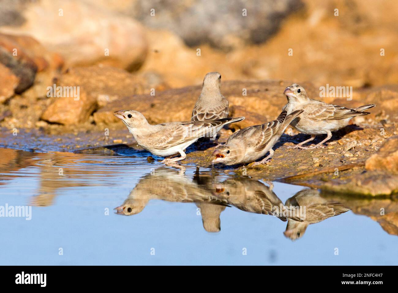 Rockfinch hi-res stock photography and images - Alamy