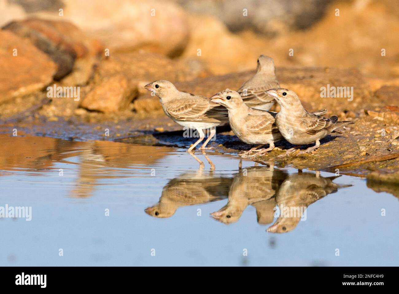 Rockfinch hi-res stock photography and images - Alamy