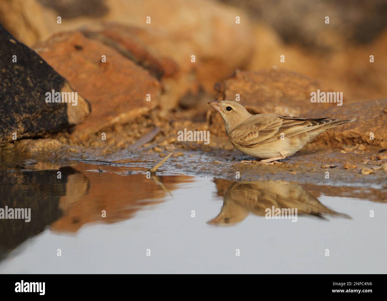 Rockfinch hi-res stock photography and images - Alamy