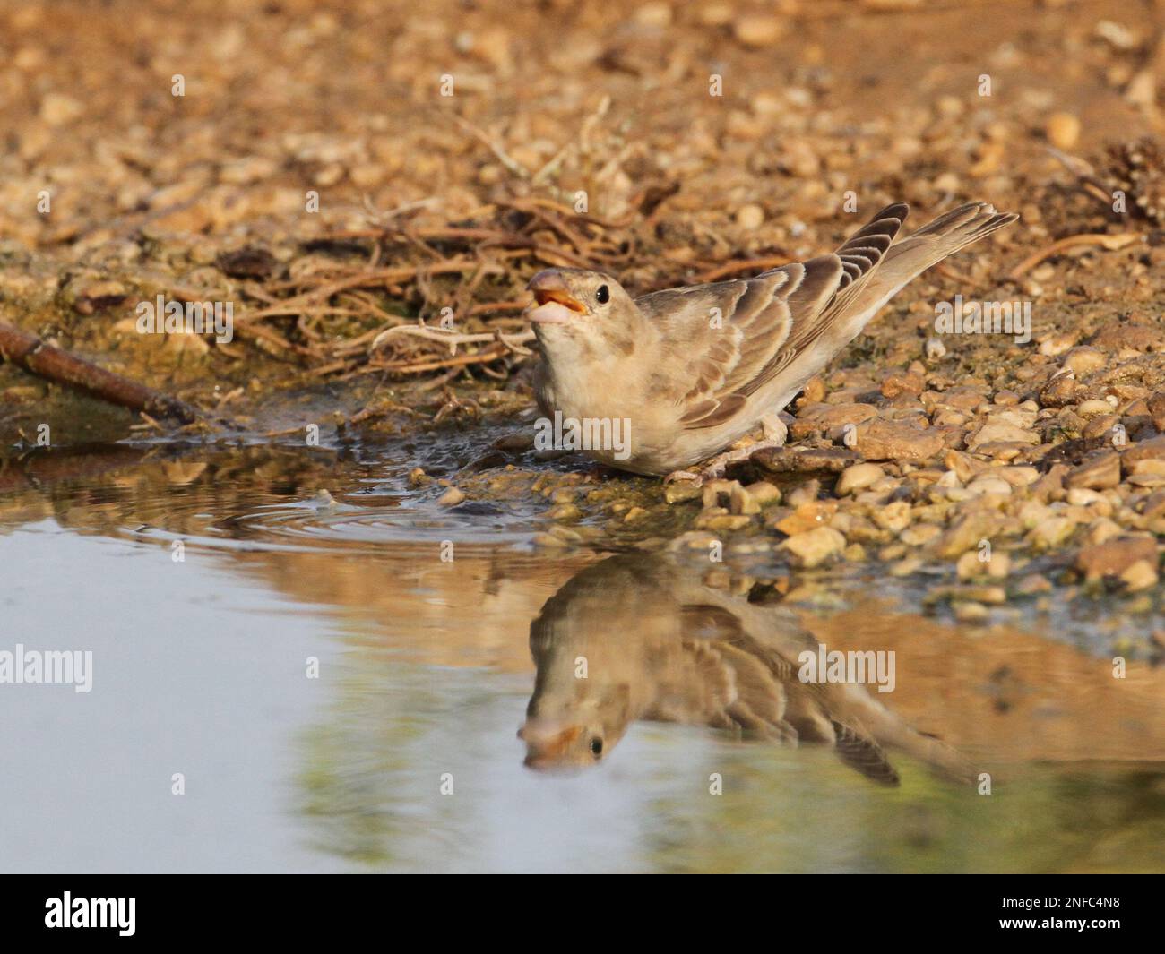 Rockfinch hi-res stock photography and images - Alamy