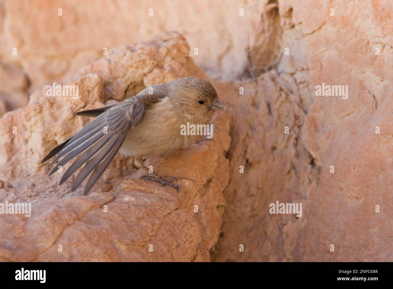 female of Sinai rosefinch Stock Photo - Alamy