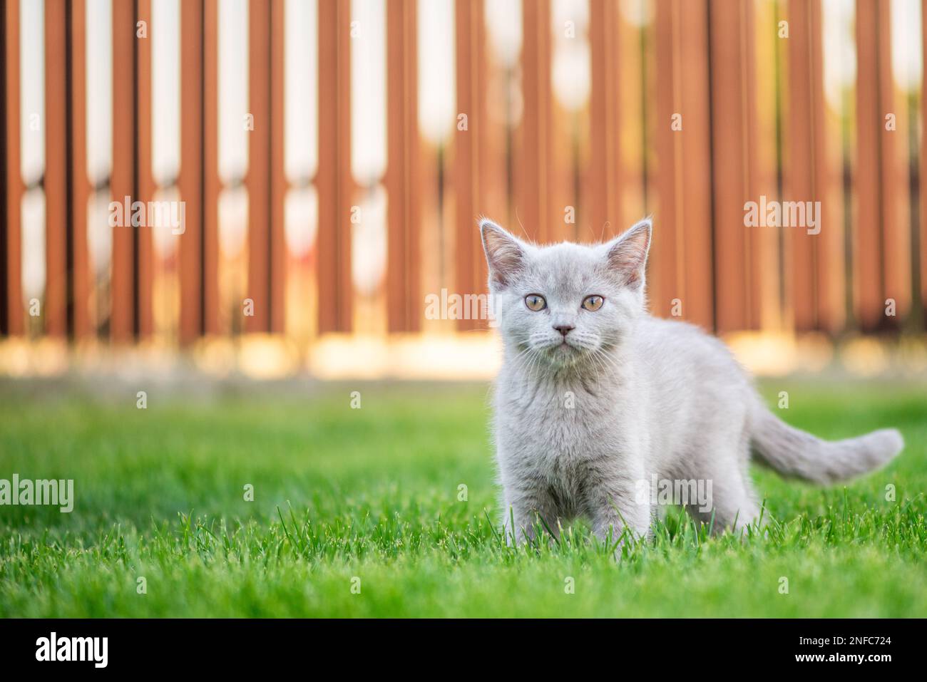 Cute little cat outdoor in grass. Scottish straight kitty Stock Photo ...