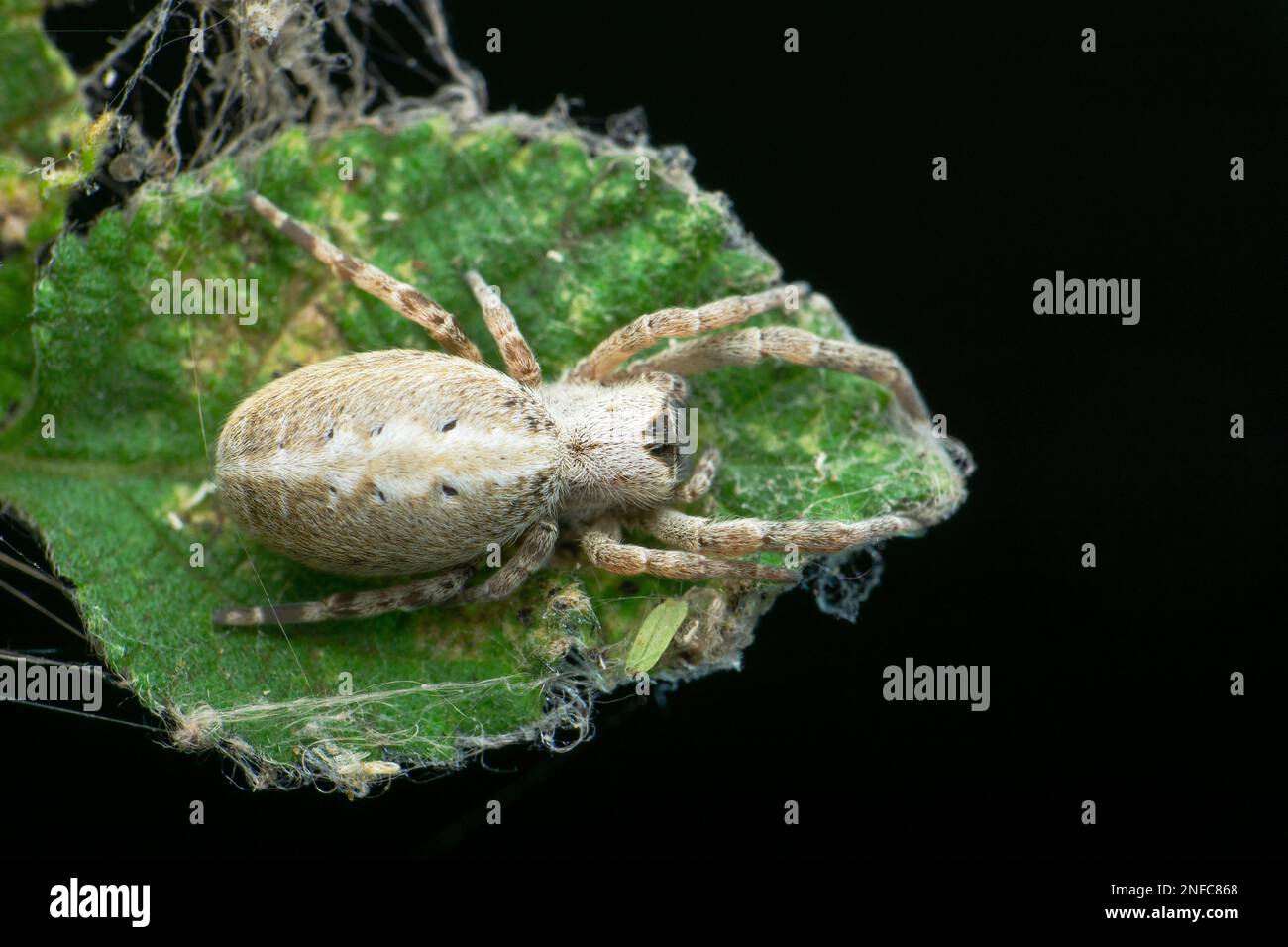 Indian social spider, Stegodyphus dumicola, Satara, Maharashtra, India ...
