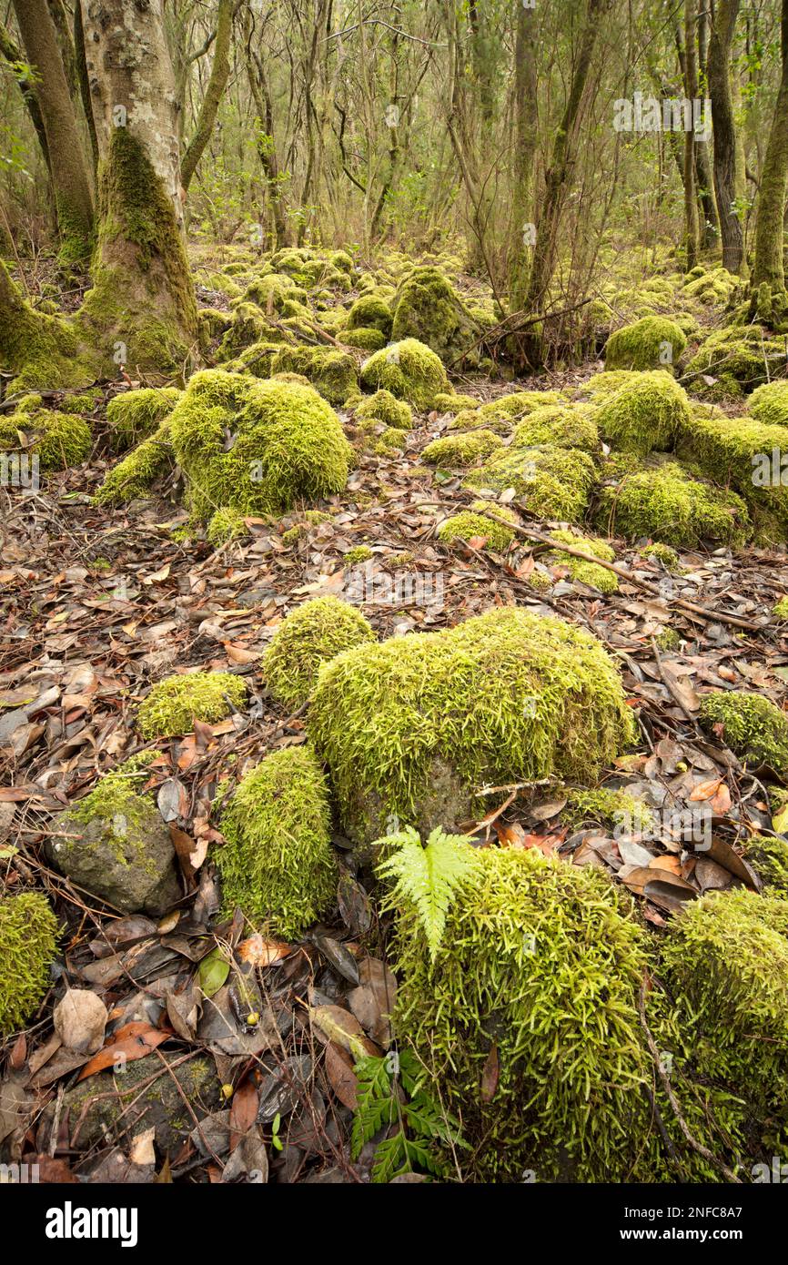 Natures chaos; natural environmental patterns formed by shapes in an ...