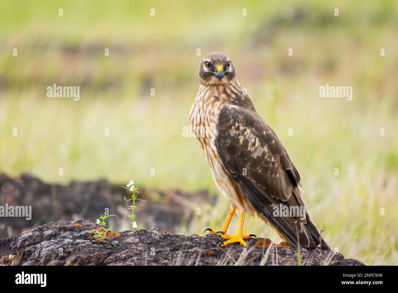 Female Pallid harrier, Circus macrourus, Satara, Maharashtra, India ...