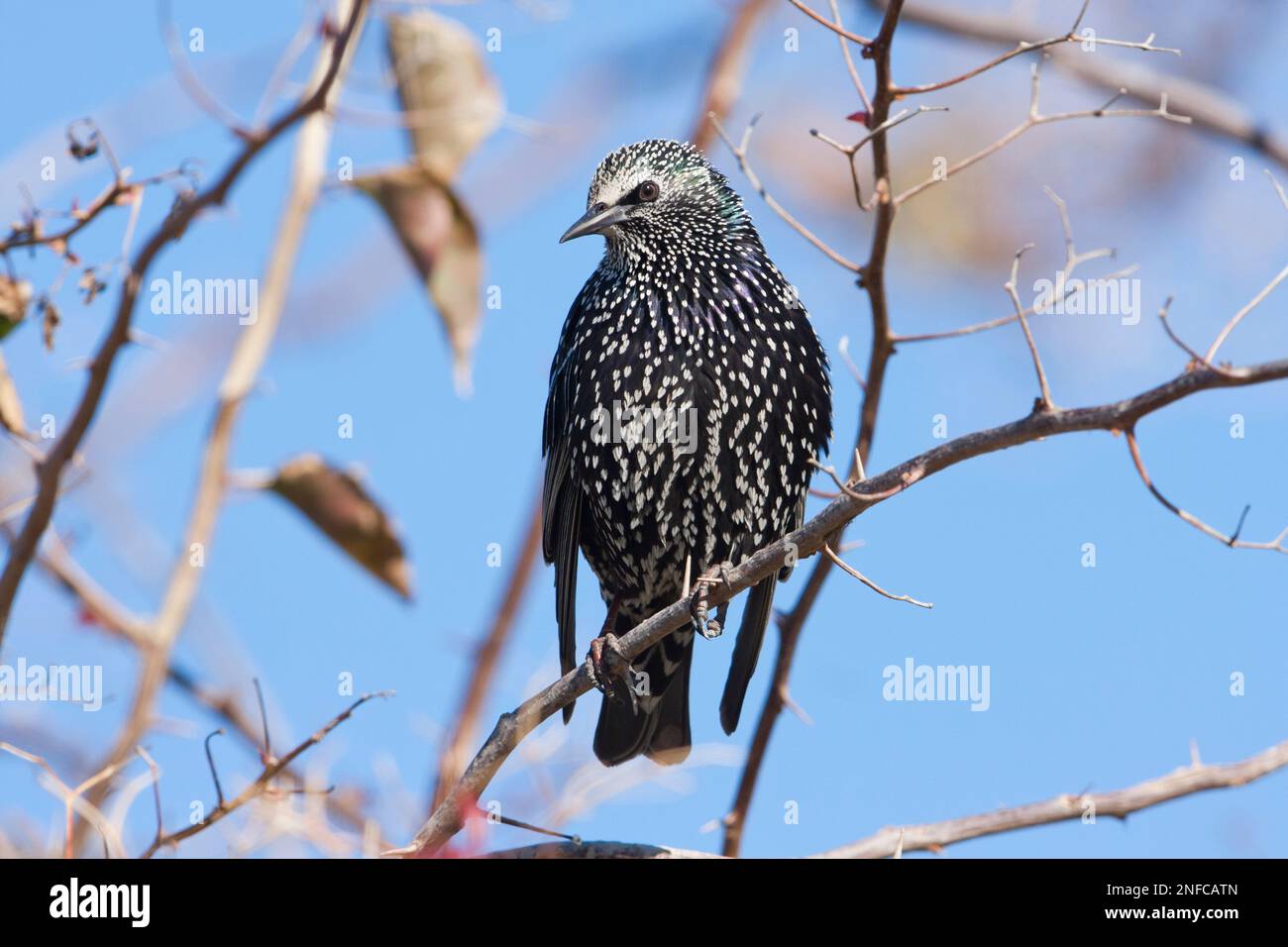 Common starling resting on a tree during migration Stock Photo - Alamy