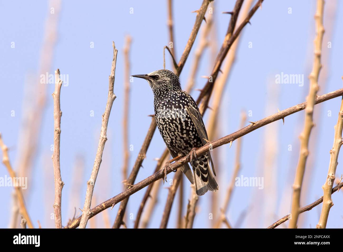 Common starling resting on a tree during migration Stock Photo - Alamy