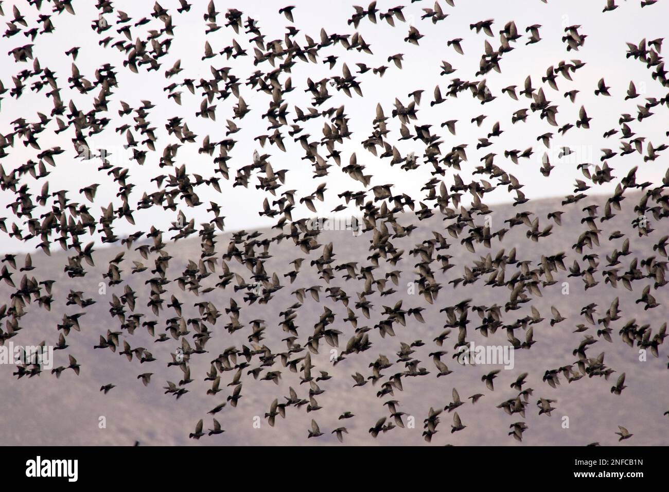 large flock in of Common starling Stock Photo - Alamy