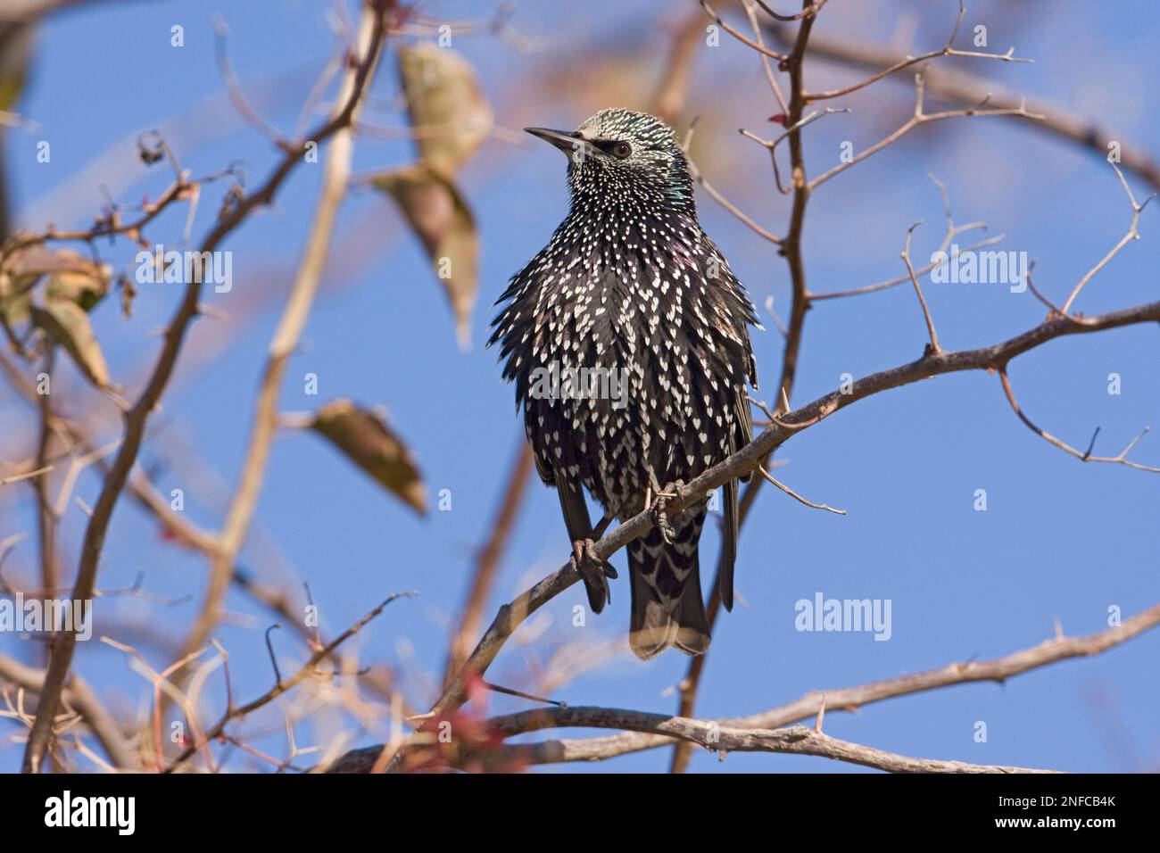 Common starling resting on a tree during migration Stock Photo - Alamy