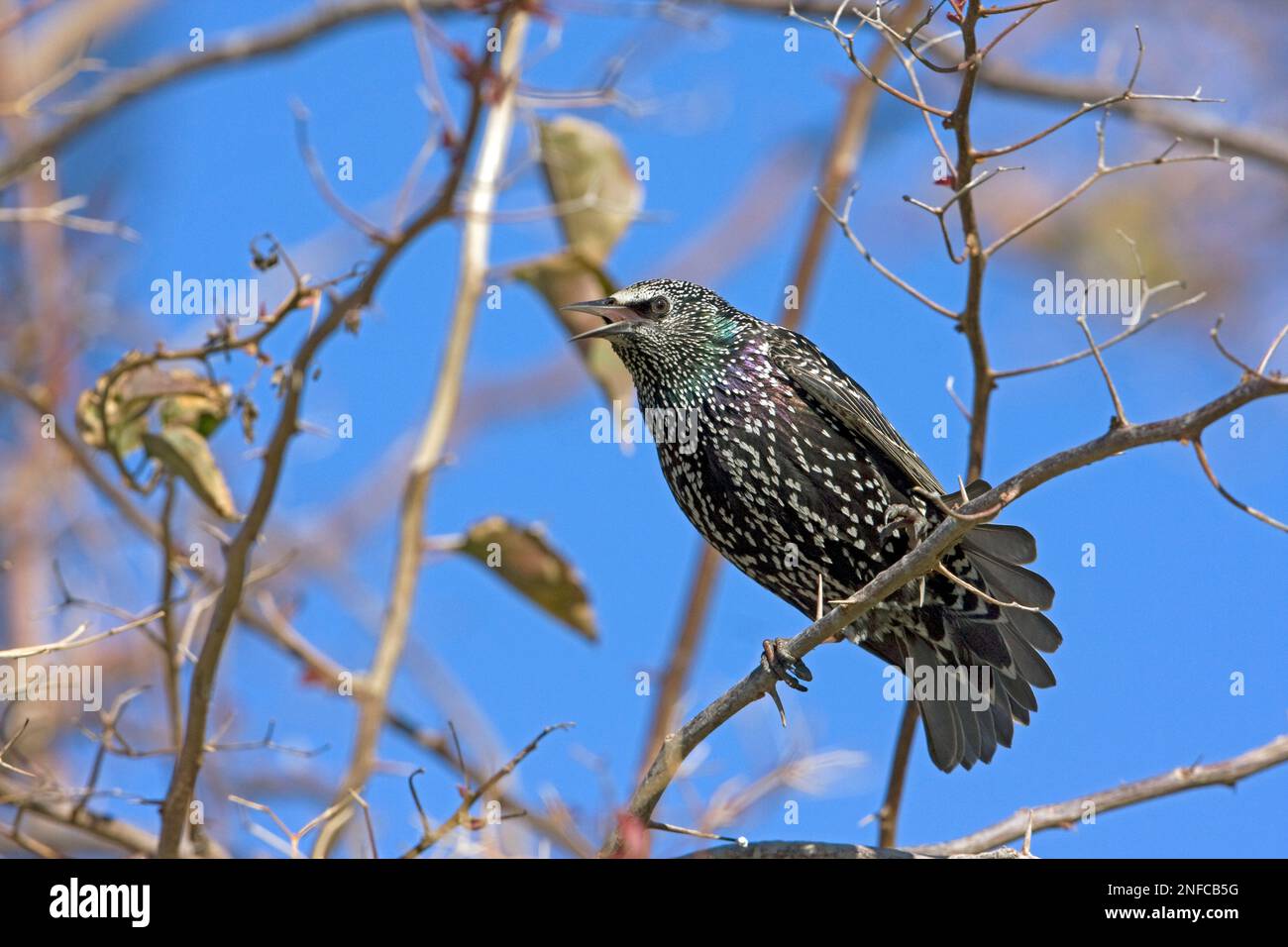 Common starling resting on a tree during migration Stock Photo - Alamy
