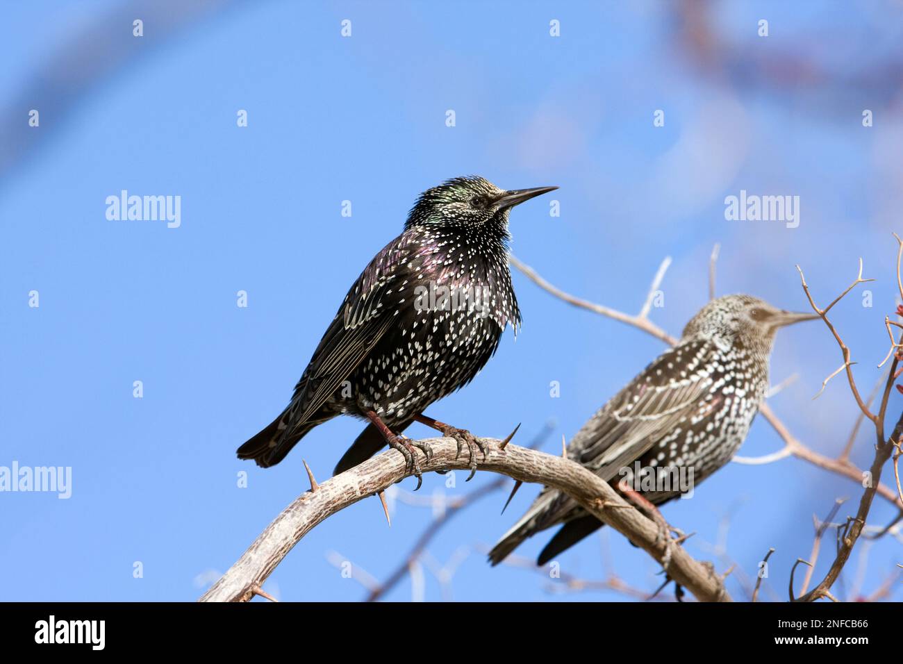 Common starling resting on a tree during migration Stock Photo - Alamy