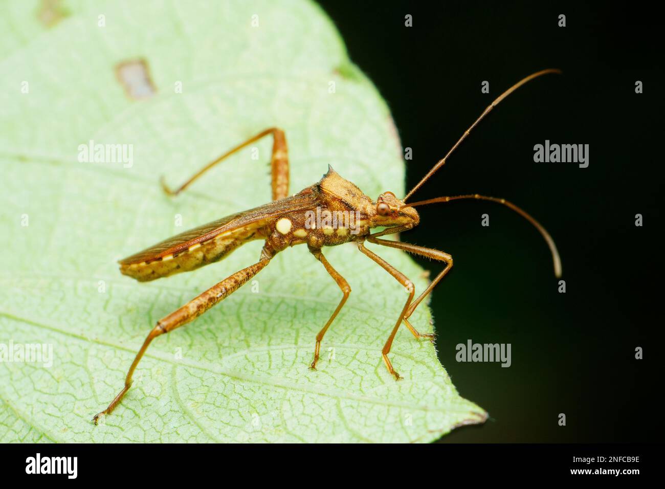 Grey stink bug species, Satara, Maharashtra, India Stock Photo - Alamy
