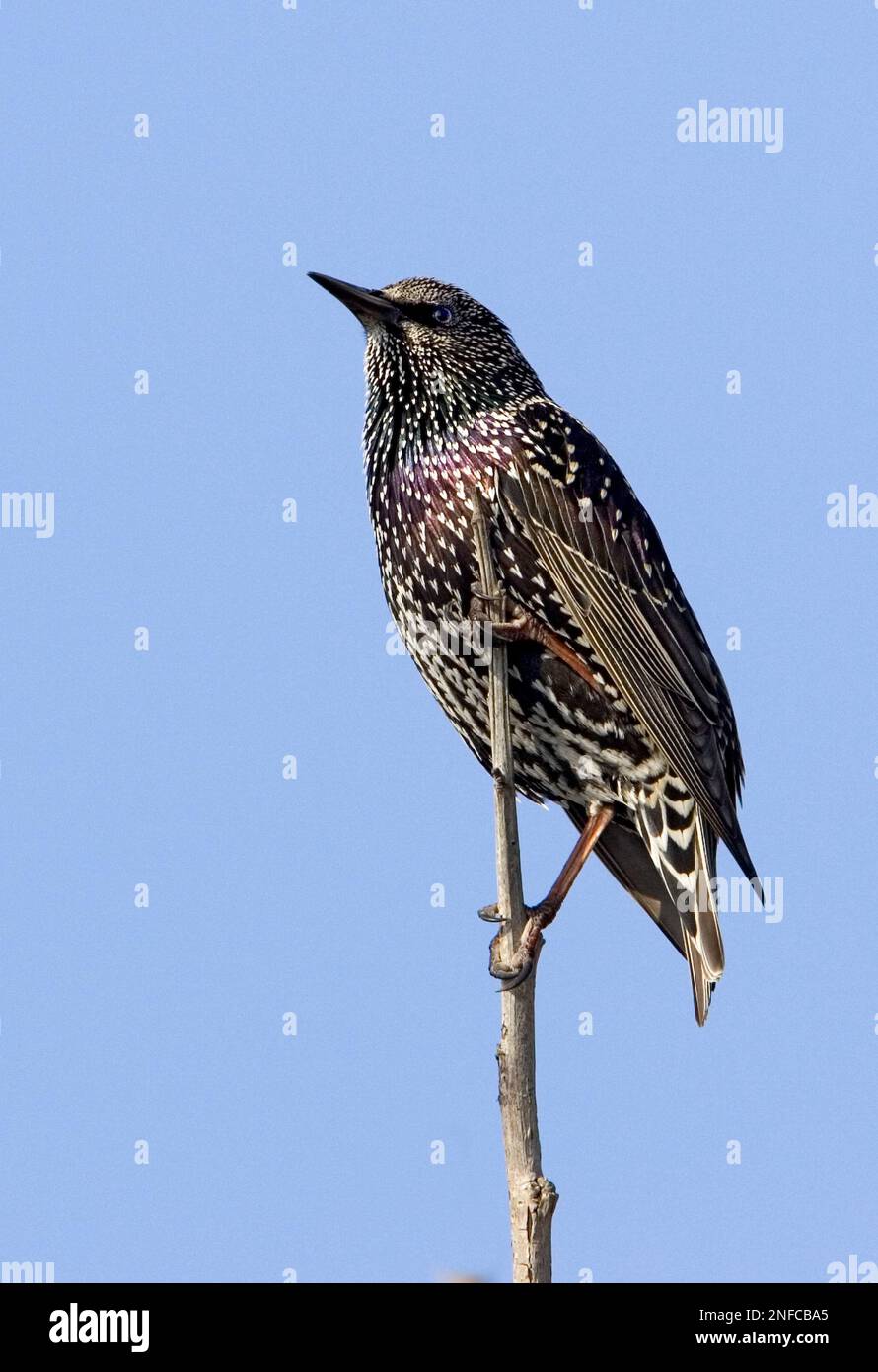 Common starling resting on a tree during migration Stock Photo - Alamy