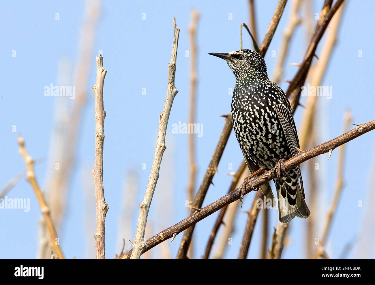 Common starling resting on a tree during migration Stock Photo - Alamy