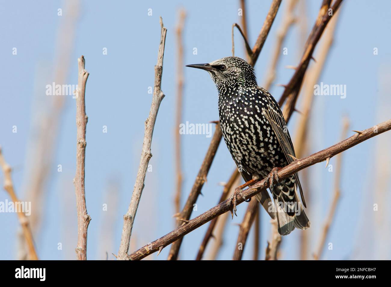 Common starling resting on a tree during migration Stock Photo - Alamy
