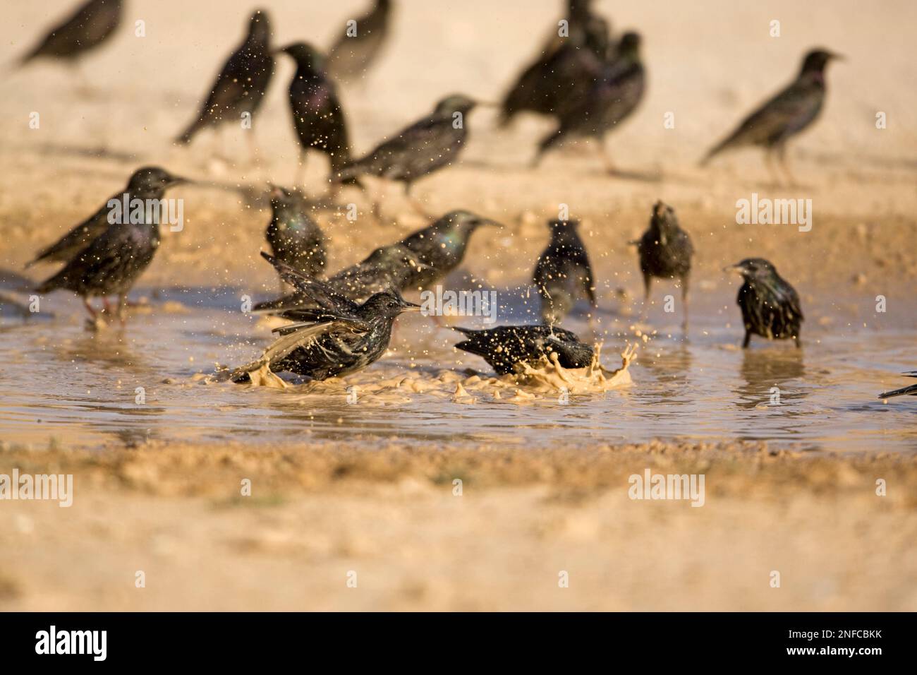 large flock in of Common starling Stock Photo - Alamy