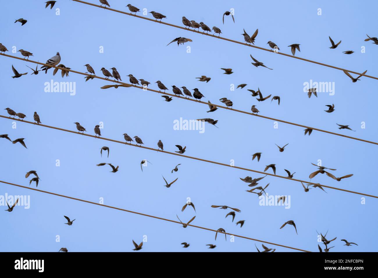 large flock of Common starling Congregating on wires Stock Photo - Alamy