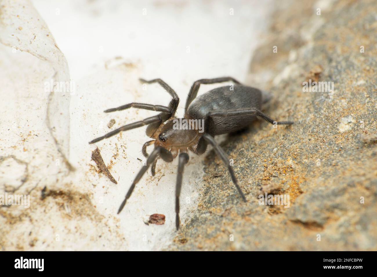 Grey house spider hi-res stock photography and images - Alamy