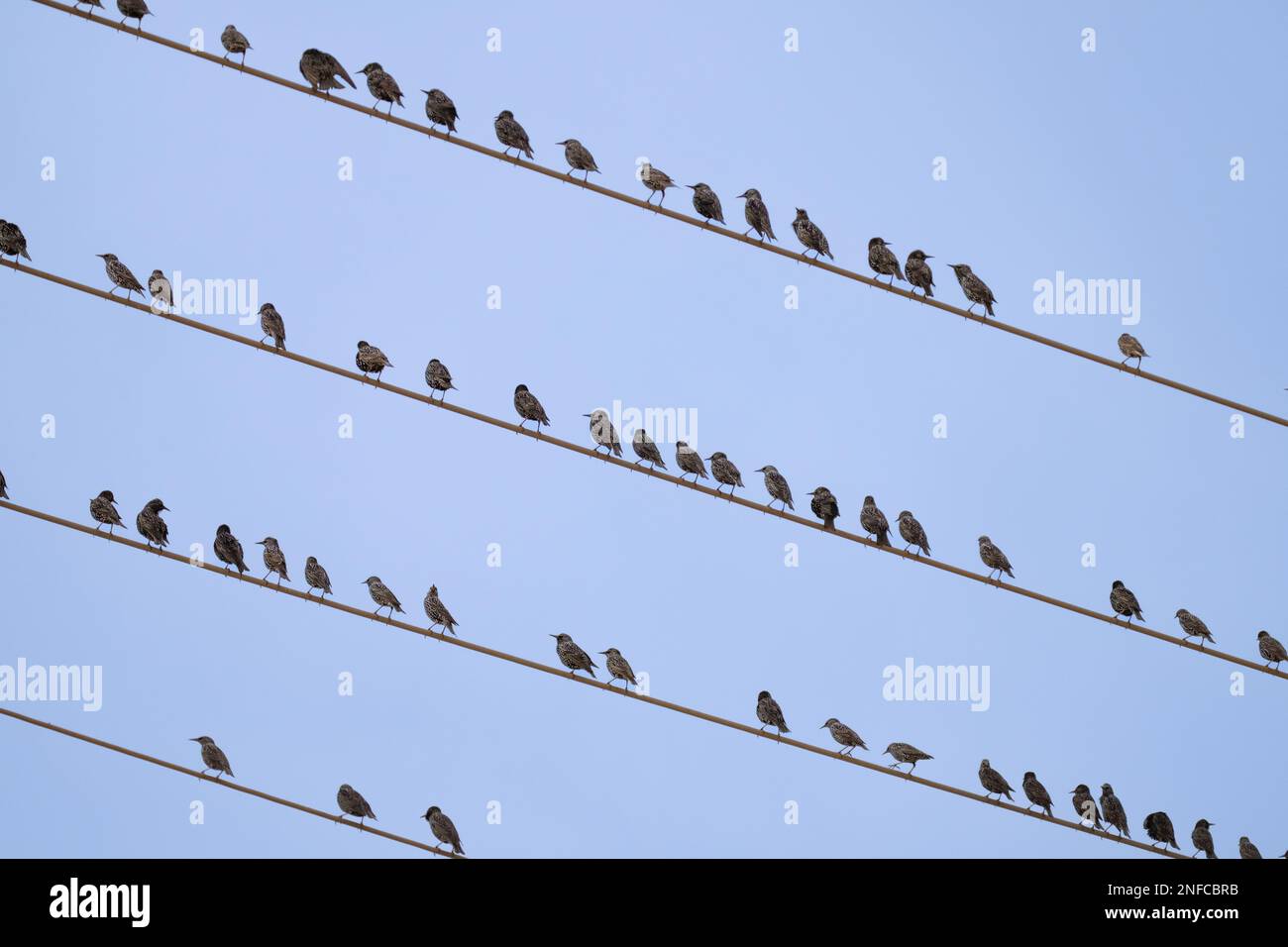 large flock of Common starling Congregating on wires Stock Photo - Alamy